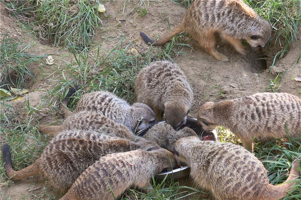 Putziger Erdmännchen-Nachwuchs im Kölner Zoo