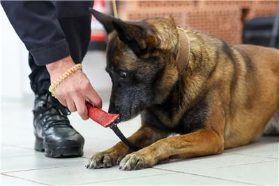 Bei diesen Drogen haben die JVA-Hunde in NRW die Nase vorn
