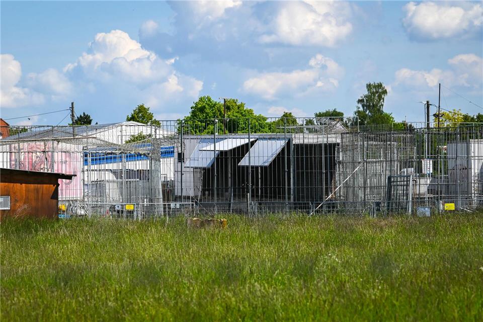 Ungewisse Zukunft für Raubkatzen nach Tiger-Ausbruch